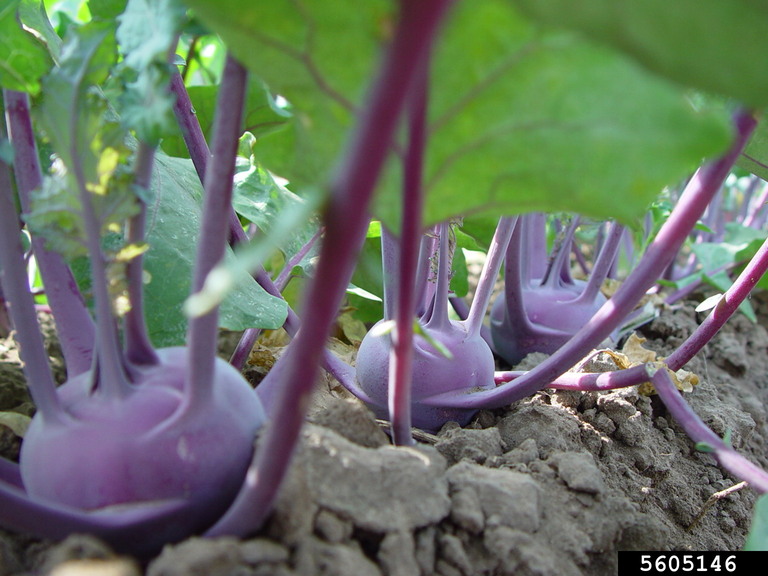 wild cabbage (Brassica oleracea var. oleracea L.)
