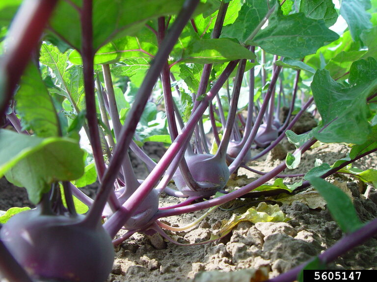 wild cabbage (Brassica oleracea var. oleracea)
