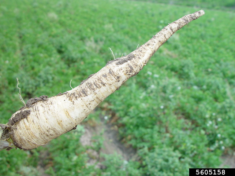 carrot (Daucus carota ssp. sativus)