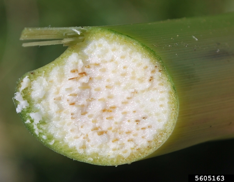 Goss' bacterial wilt (Clavibacter michiganensis ssp. nebraskensis)