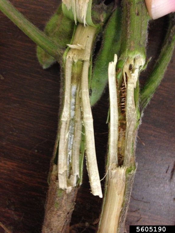 Brown stem rot (Phialophora gregata (Allington & D.W. Chamb.) W. Gams)