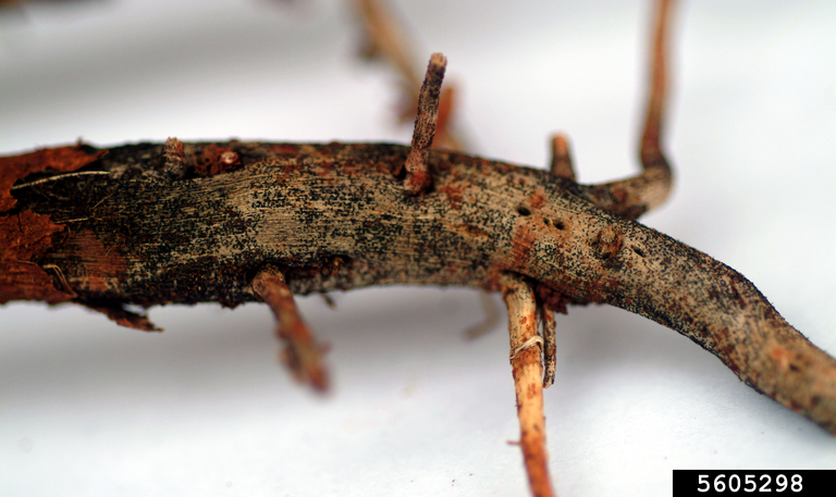 charcoal rot (Macrophomina phaseolina (Tassi) Goidanich)