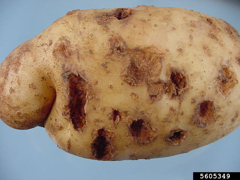 common scab of potato (Streptomyces scabiei (ex Thaxter 1892) Lambert ...