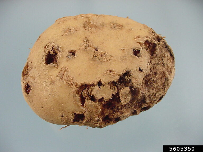 common scab of potato (Streptomyces scabiei)