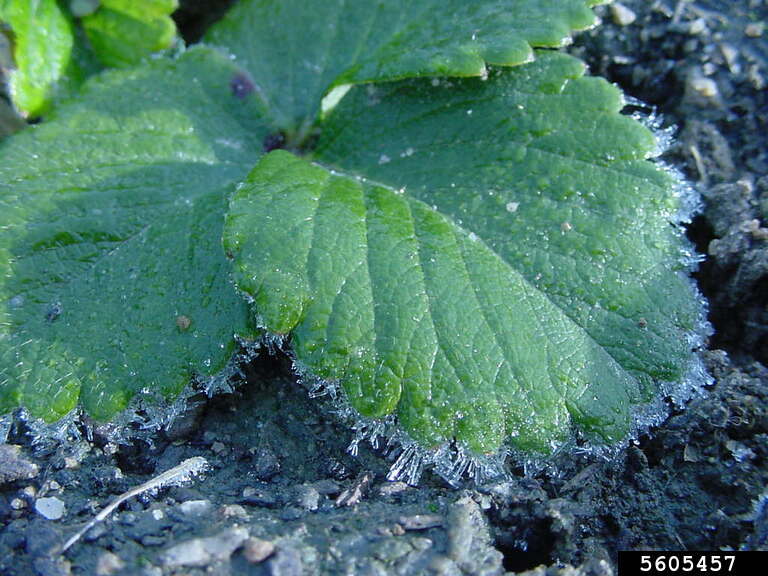 cold injury (low temperature)