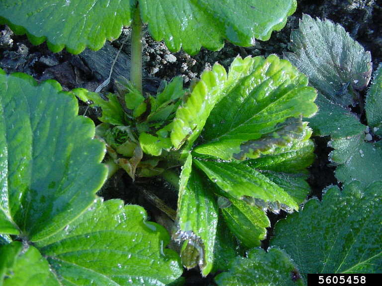 cold injury (low temperature)