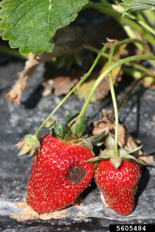 anthracnose (Colletotrichum acutatum)