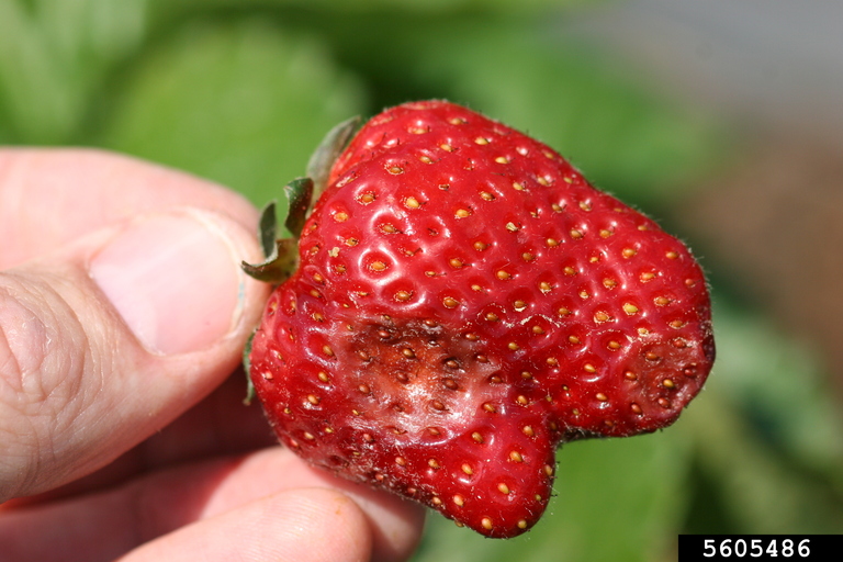 anthracnose (Colletotrichum acutatum ) on strawberry (Fragaria x ...