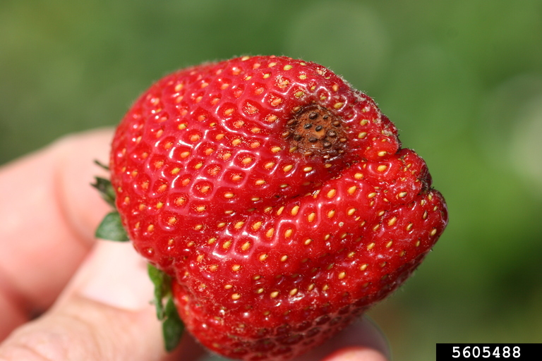 anthracnose (Colletotrichum acutatum J. H. Simmonds)