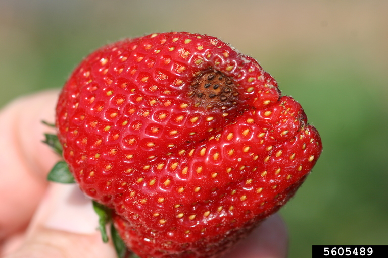 anthracnose (Colletotrichum acutatum ) on strawberry (Fragaria x ...