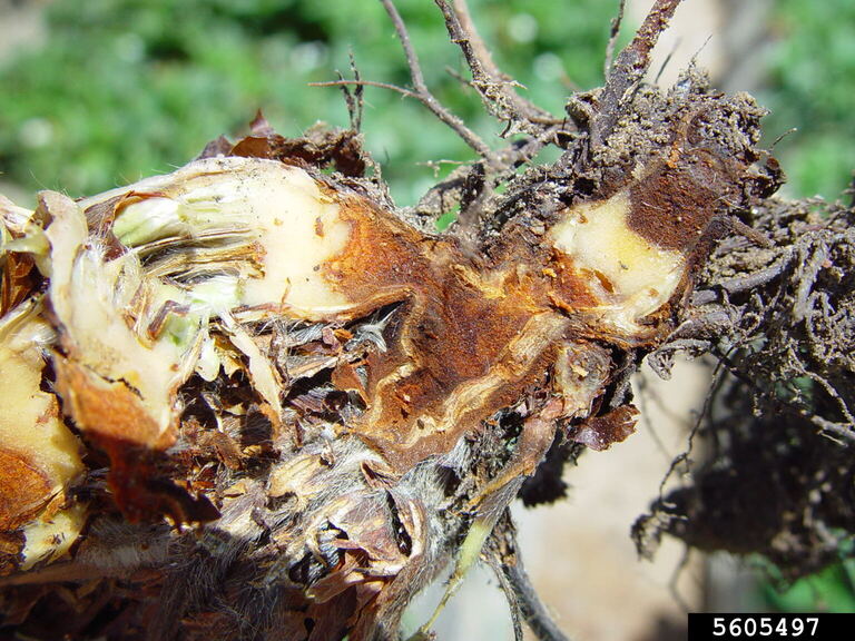 anthracnose (Genus Colletotrichum)