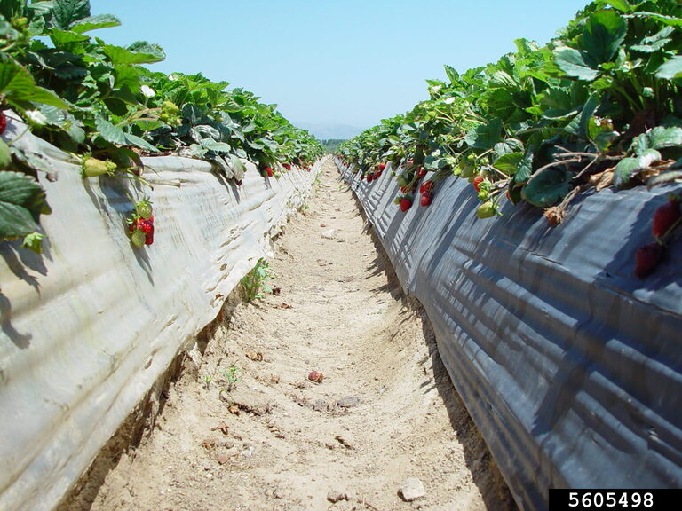 cultural practices on strawberry (Fragaria x ananassa ) - 5605498