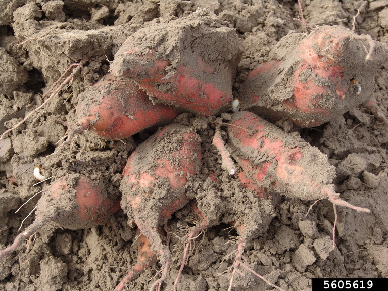 Chinese rose beetle (Adoretus sinicus)