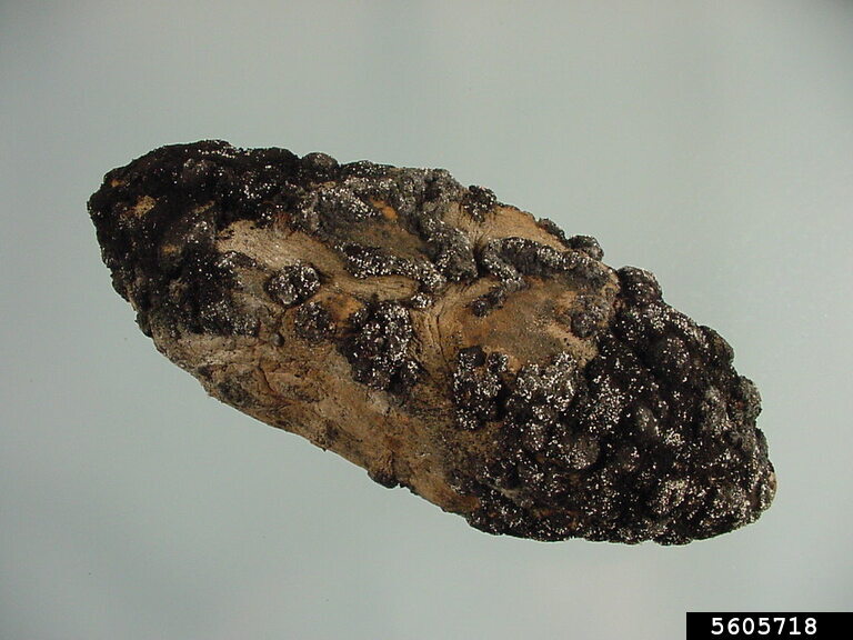 Java black rot (Lasiodiplodia theobromae (Pat.) Griffon & Maubl.)