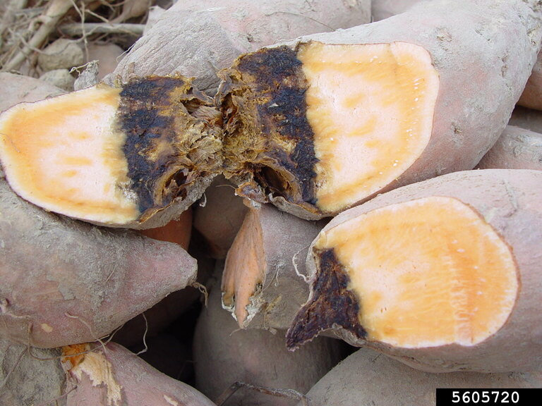 Java black rot (Lasiodiplodia theobromae (Pat.) Griffon & Maubl.)