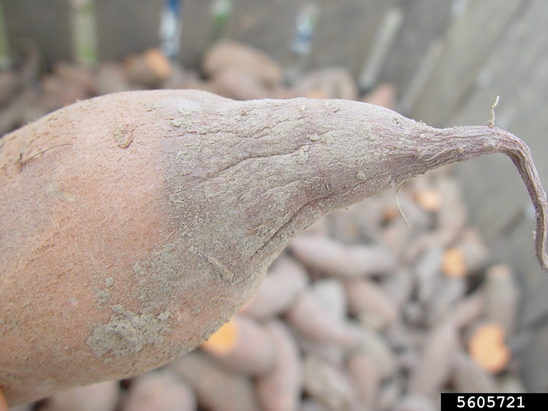 Java black rot (Lasiodiplodia theobromae (Pat.) Griffon & Maubl.)