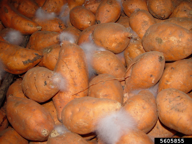 Rhizopus soft rots (Genus Rhizopus)