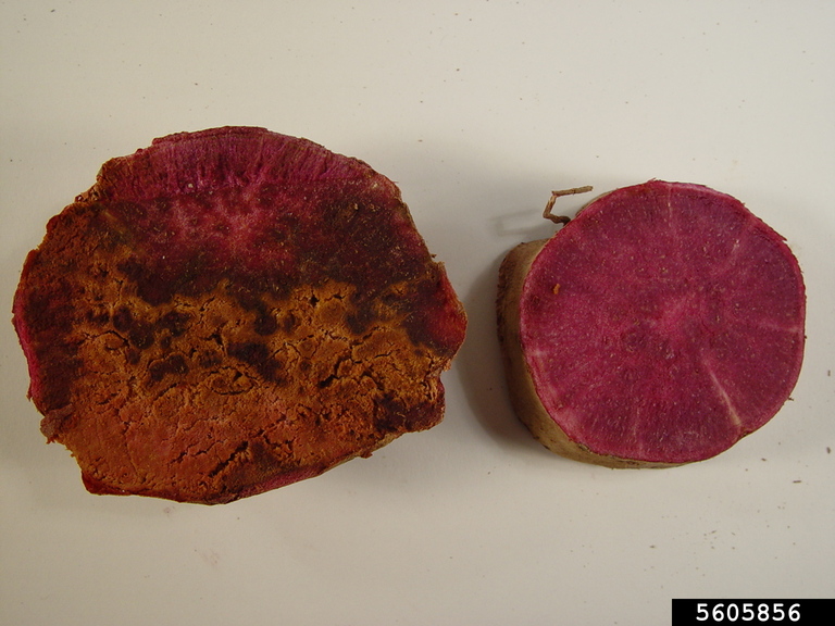 Rhizopus soft rots (Genus Rhizopus Ehrenb.)