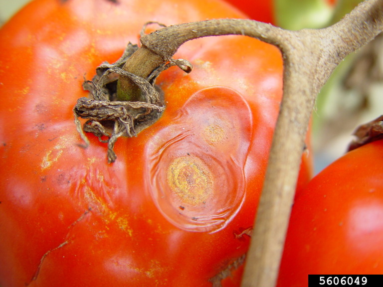 bitter rot and anthracnose (Colletotrichum gloeosporioides (Penz.) Penz ...