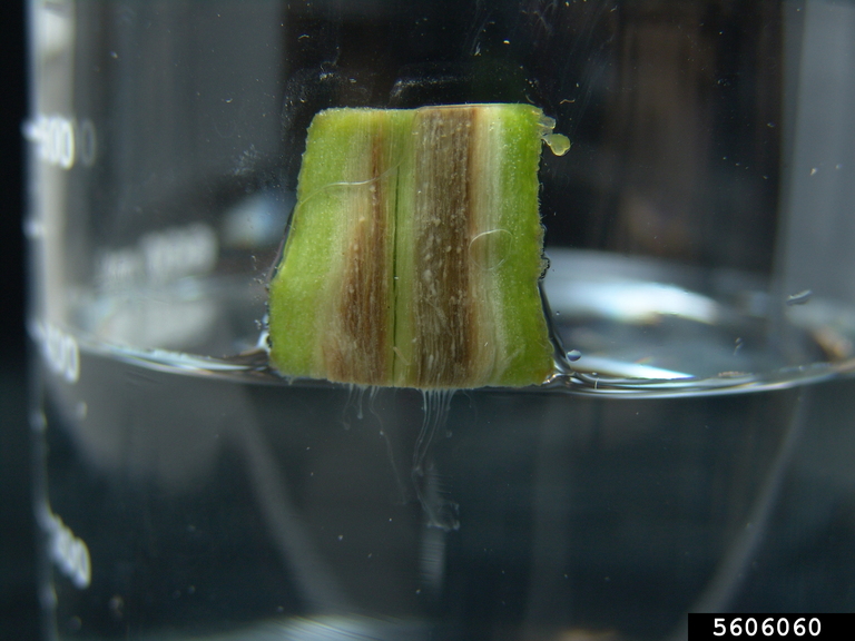 bacterial wilt (Ralstonia solanacearum (Smith, 1896) Yabuuchi et al., 1996)