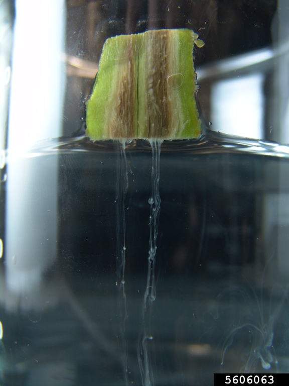 bacterial wilt (Ralstonia solanacearum)