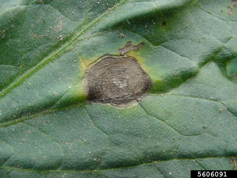 early blight (Alternaria solani)