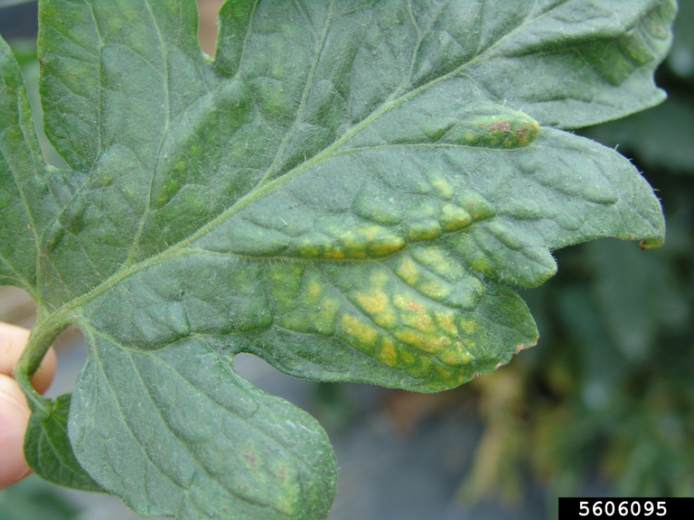 spider mites (Genus Tetranychus)
