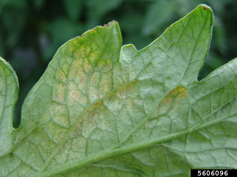 spider mites (Genus Tetranychus)