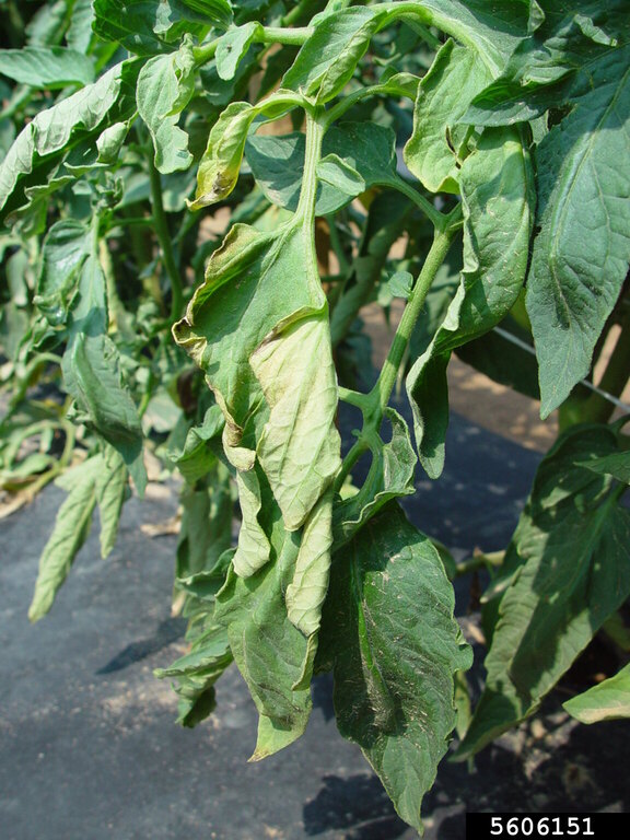 Verticillium wilt (Verticillium dahliae)