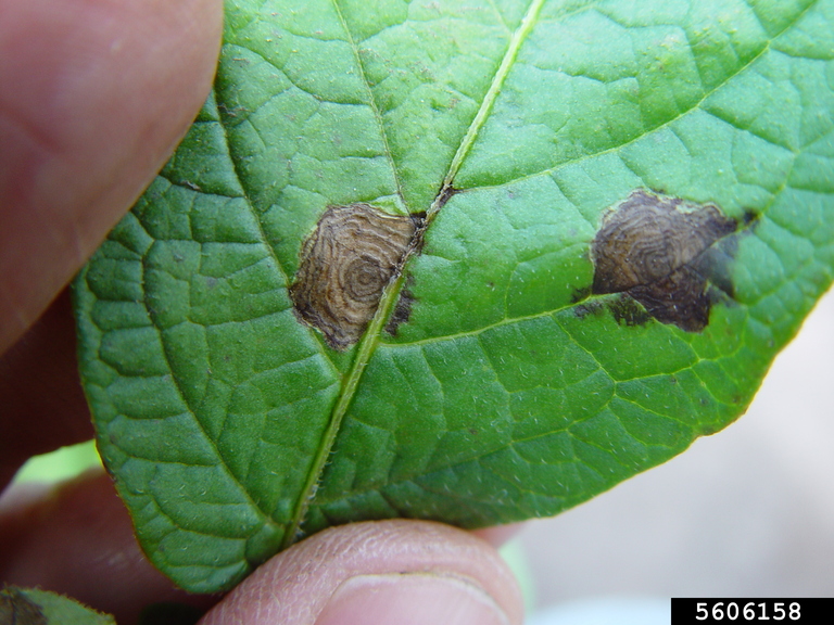 tomato spotted wilt virus (TSWV) (Tospovirus Tomato spotted wilt virus)