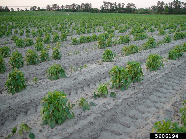 Tomato spotted wilt virus (TSWV) (Orthotospovirus tomatomaculae)