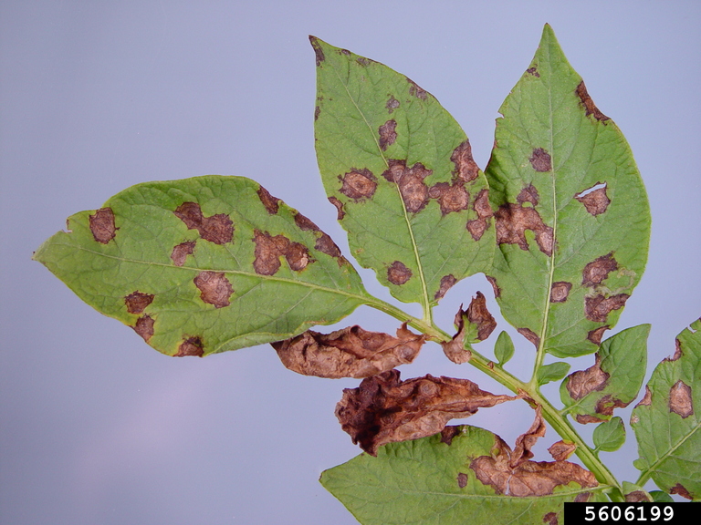 tomato spotted wilt virus (TSWV) (Tospovirus Tomato spotted wilt virus)