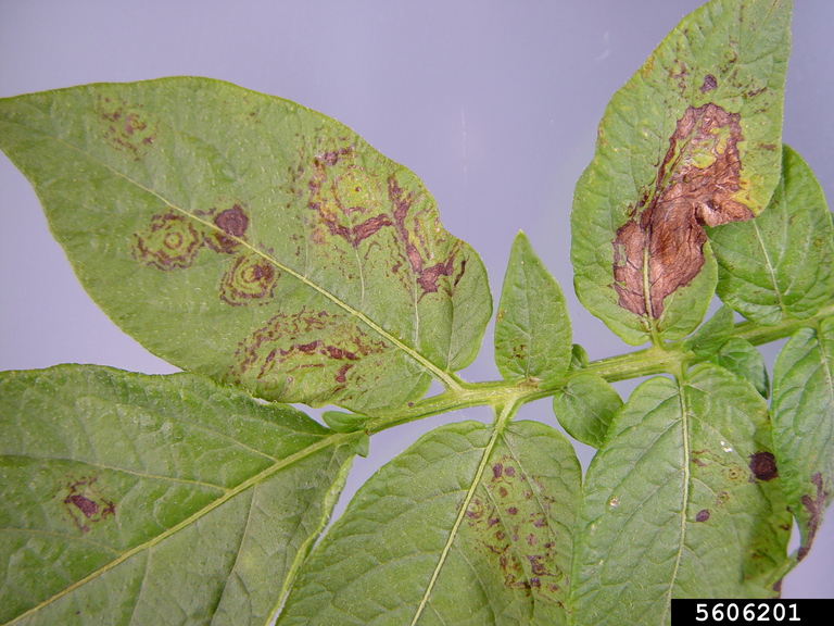 tomato spotted wilt virus (TSWV) (Tospovirus Tomato spotted wilt virus)