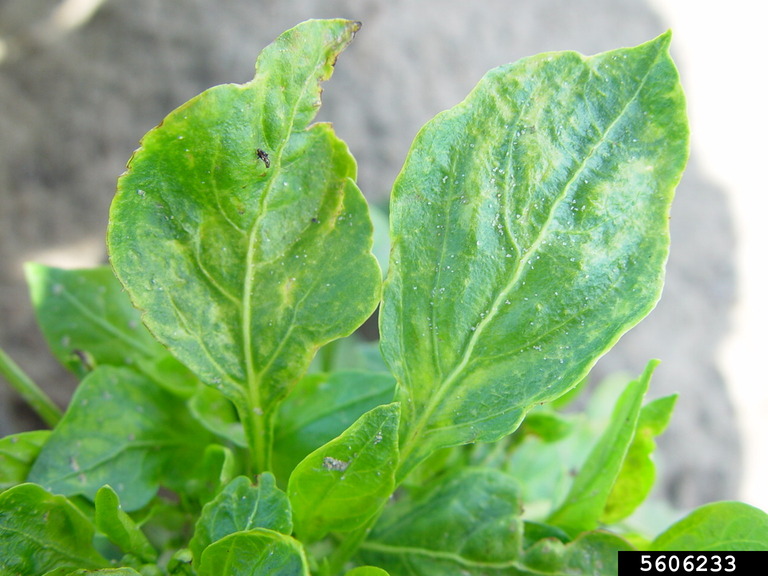 tomato spotted wilt virus (TSWV) (Tospovirus Tomato spotted wilt virus)