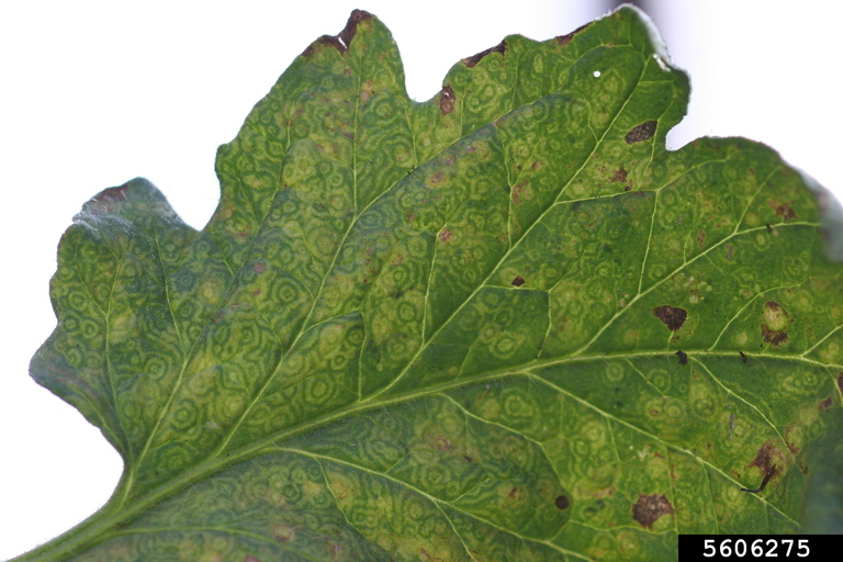 Tomato spotted wilt virus (TSWV) (Orthotospovirus tomatomaculae)