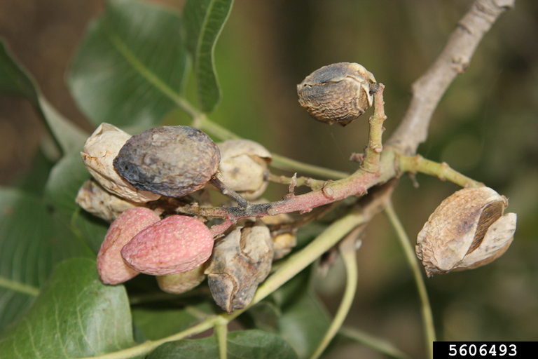 Botryosphaeria canker, white rot (Botryosphaeria dothidea)