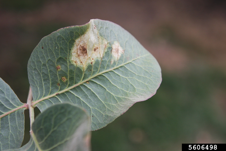 Botryosphaeria canker, white rot (Botryosphaeria dothidea (Moug.:Fr ...