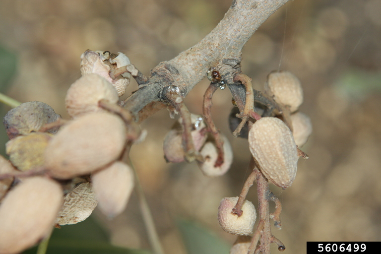 Botryosphaeria canker, white rot (Botryosphaeria dothidea)