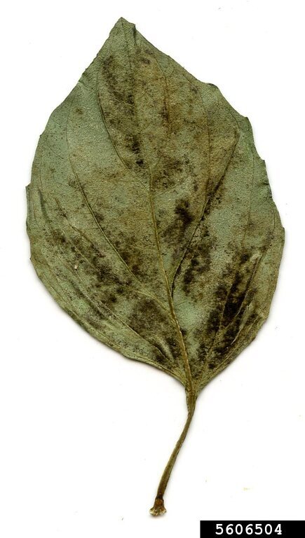 Alternaria black molds / stem cankers (Genus Alternaria)