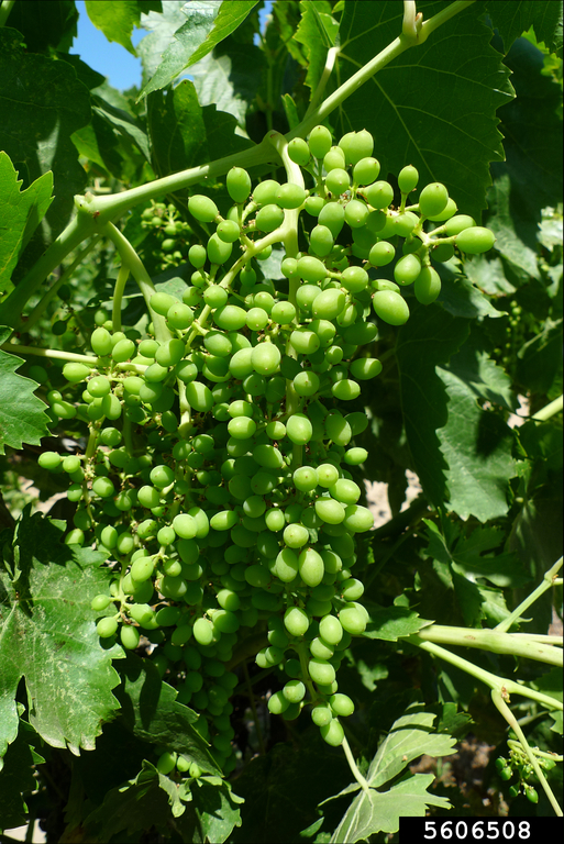 grape (Genus Vitis L.)