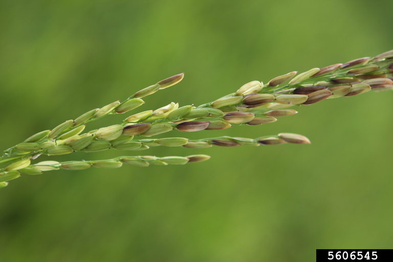 bacterial panicle blight (Burkholderia glumae (Kurita and Tabei 1967 ...