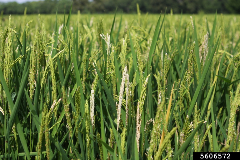rice blast disease (Pyricularia oryzae)