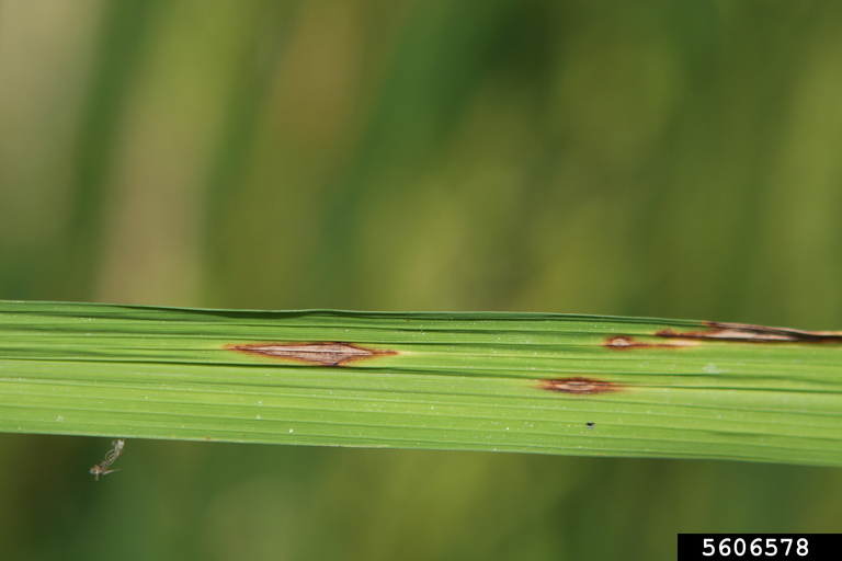 rice blast disease (Pyricularia oryzae)