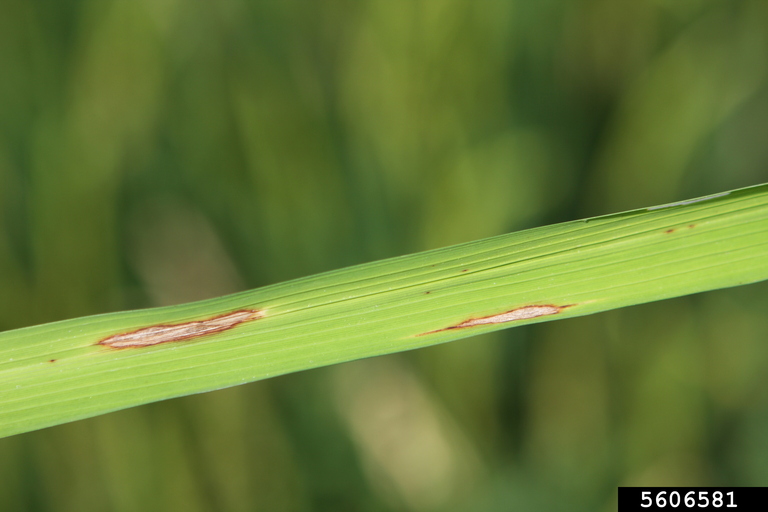 rice blast disease (Pyricularia oryzae Cavara)