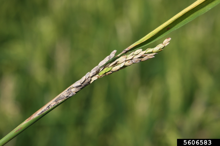 sheath rot of rice (Sarocladium oryzae (Sawada) W. Gams & D. Hawksw.)