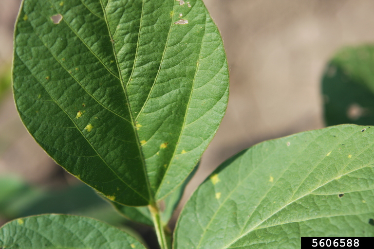 downy mildew (Peronospora manshurica (Naumov) Syd. In Gaum.)