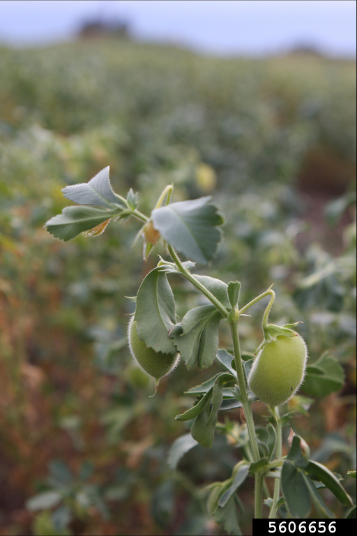 chickpea (Cicer arietinum L.)