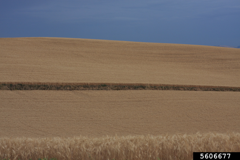 common wheat (Triticum aestivum L.)
