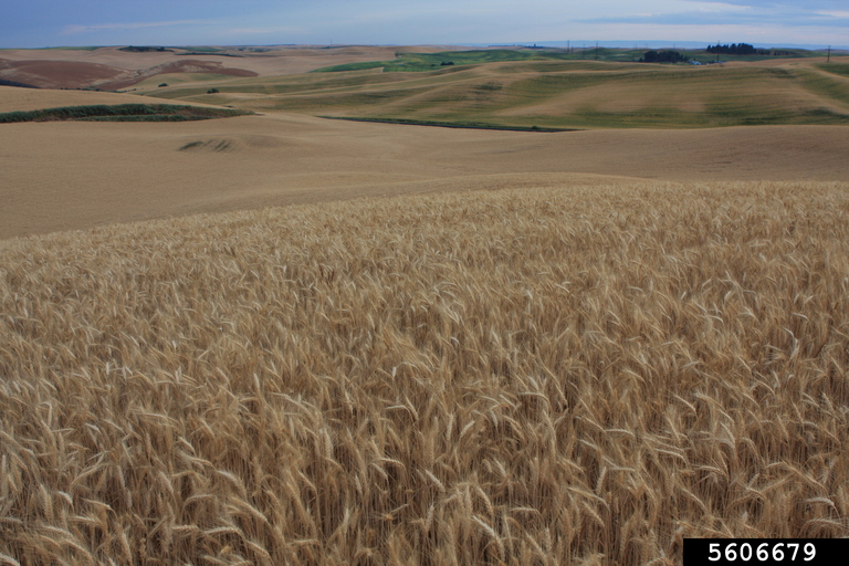 common wheat (Triticum aestivum L.)