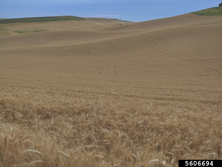 common wheat (Triticum aestivum L.)